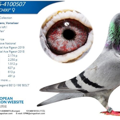 BE15-4100507 "Chixi" Granddaughter of Bolt - Angwin Family Pigeons