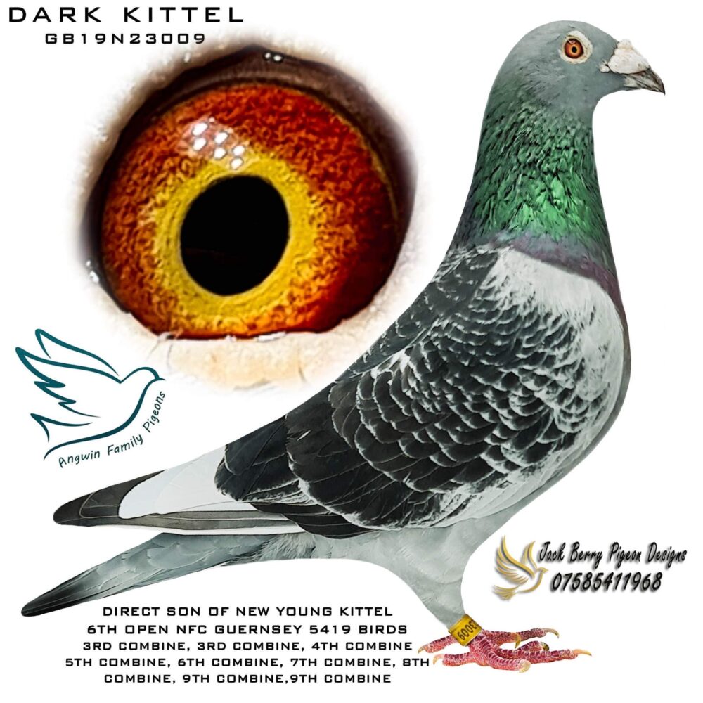 Stock Birds - Angwin Family Pigeons