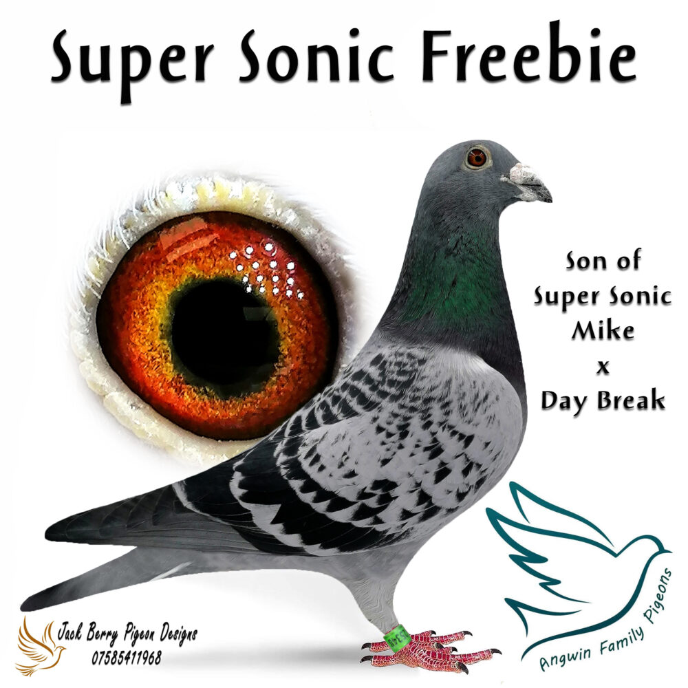 Stock Birds – Angwin Family Pigeons