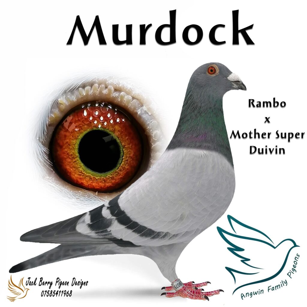 Stock Birds - Angwin Family Pigeons