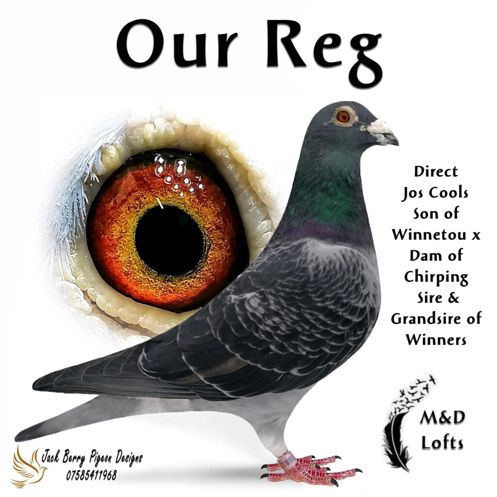 Stock Birds - Angwin Family Pigeons