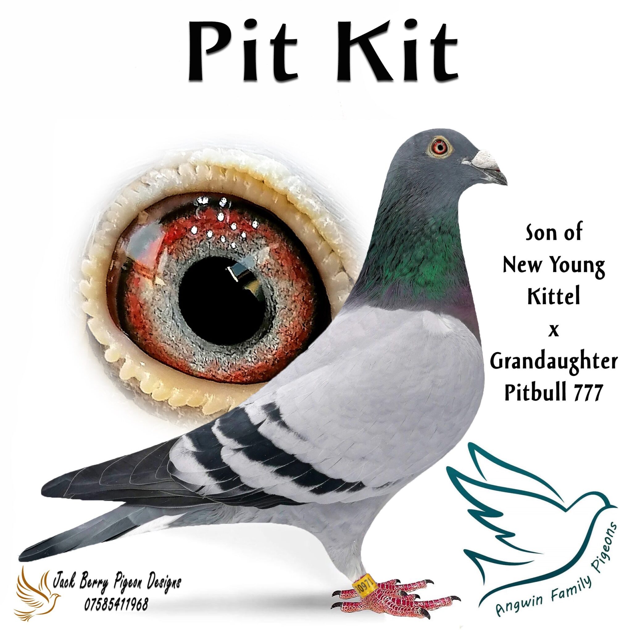 GB19P30971 "Pit Kit" Son of New Young Kittel - Angwin Family Pigeons