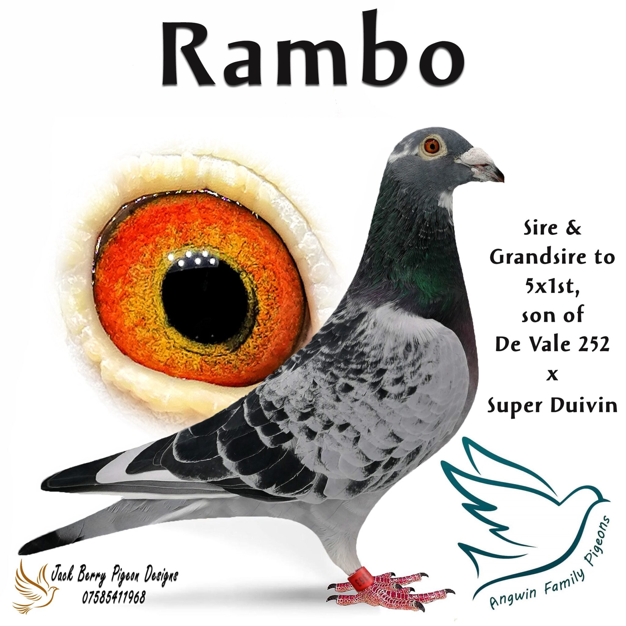 Stock Birds - Angwin Family Pigeons