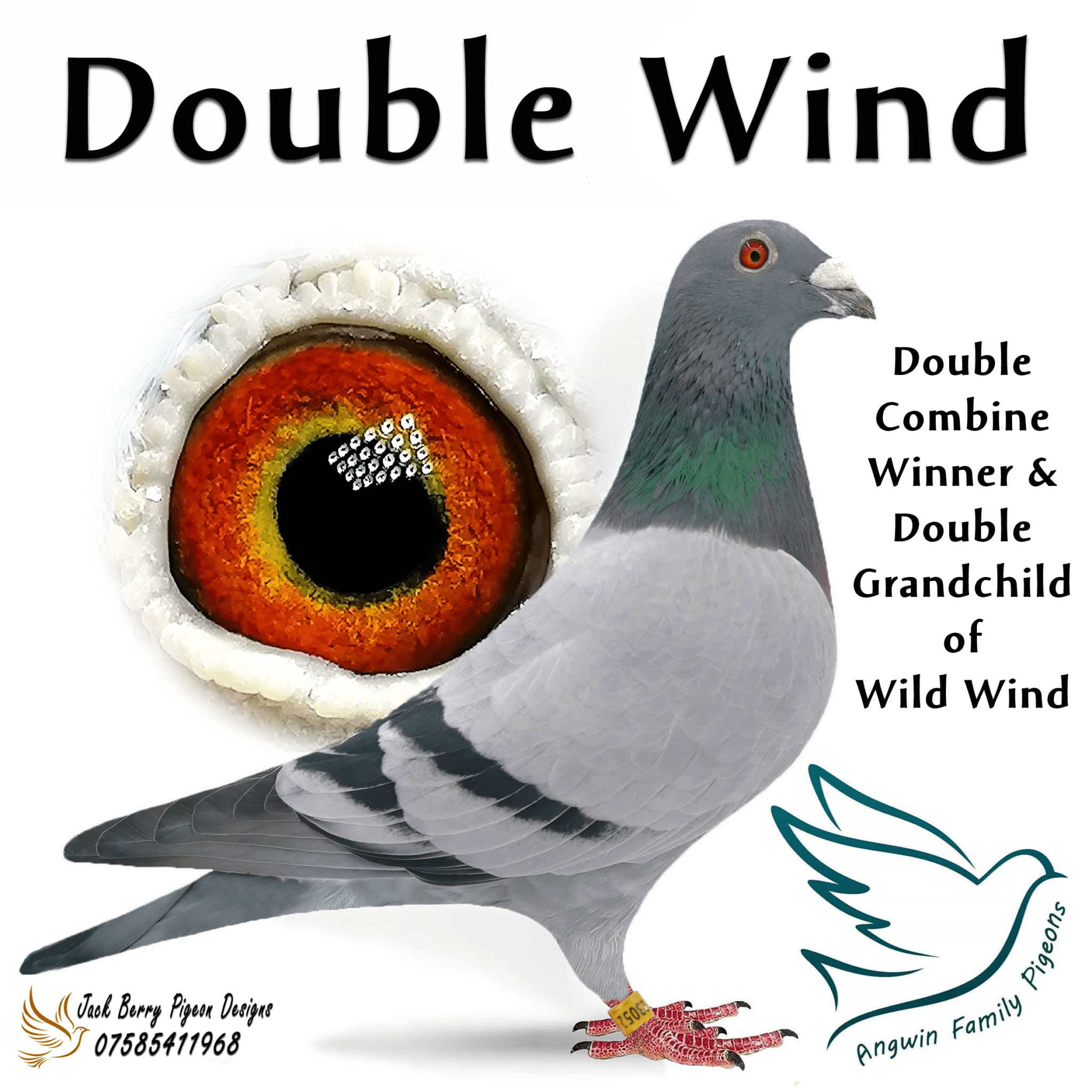 GB19N23052 Double Wind Double Grandson of Wild Wind - Angwin Family Pigeons