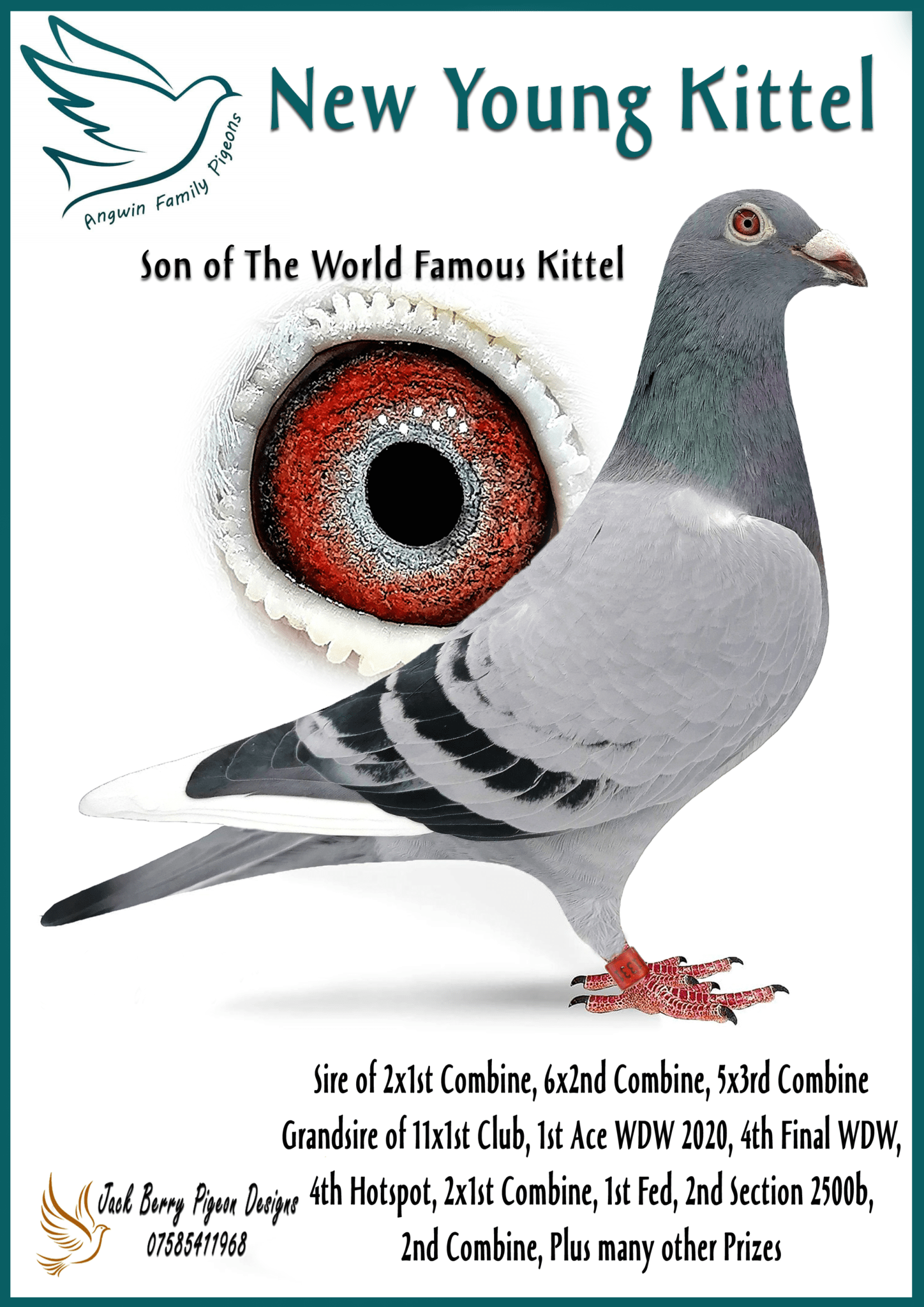 B17-4231331 New Young Kittel DNA Certificated Son Of Kittel - Angwin ...