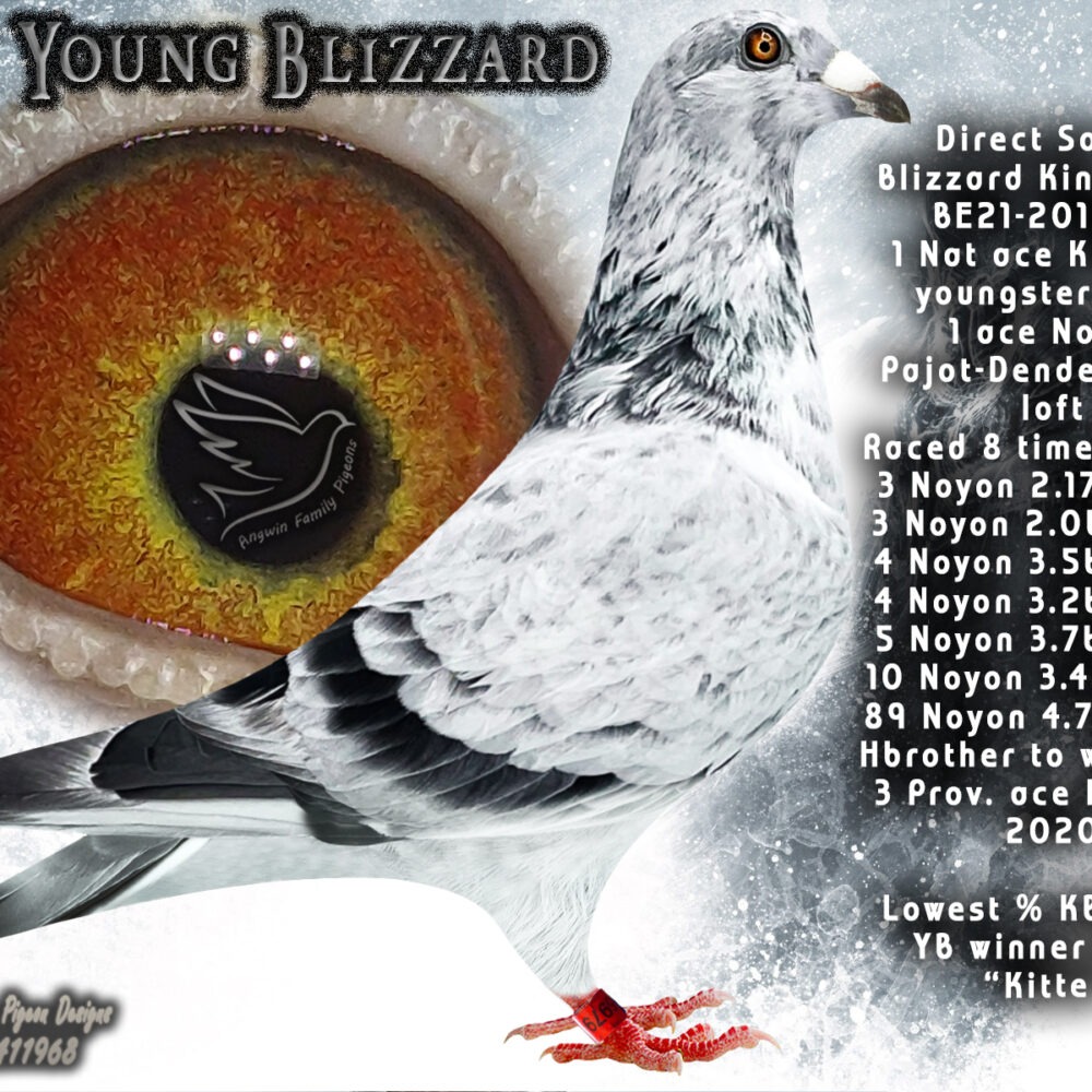 B22-4215979 New Young Blizzard DNA Certified Son of Blizzard King ...