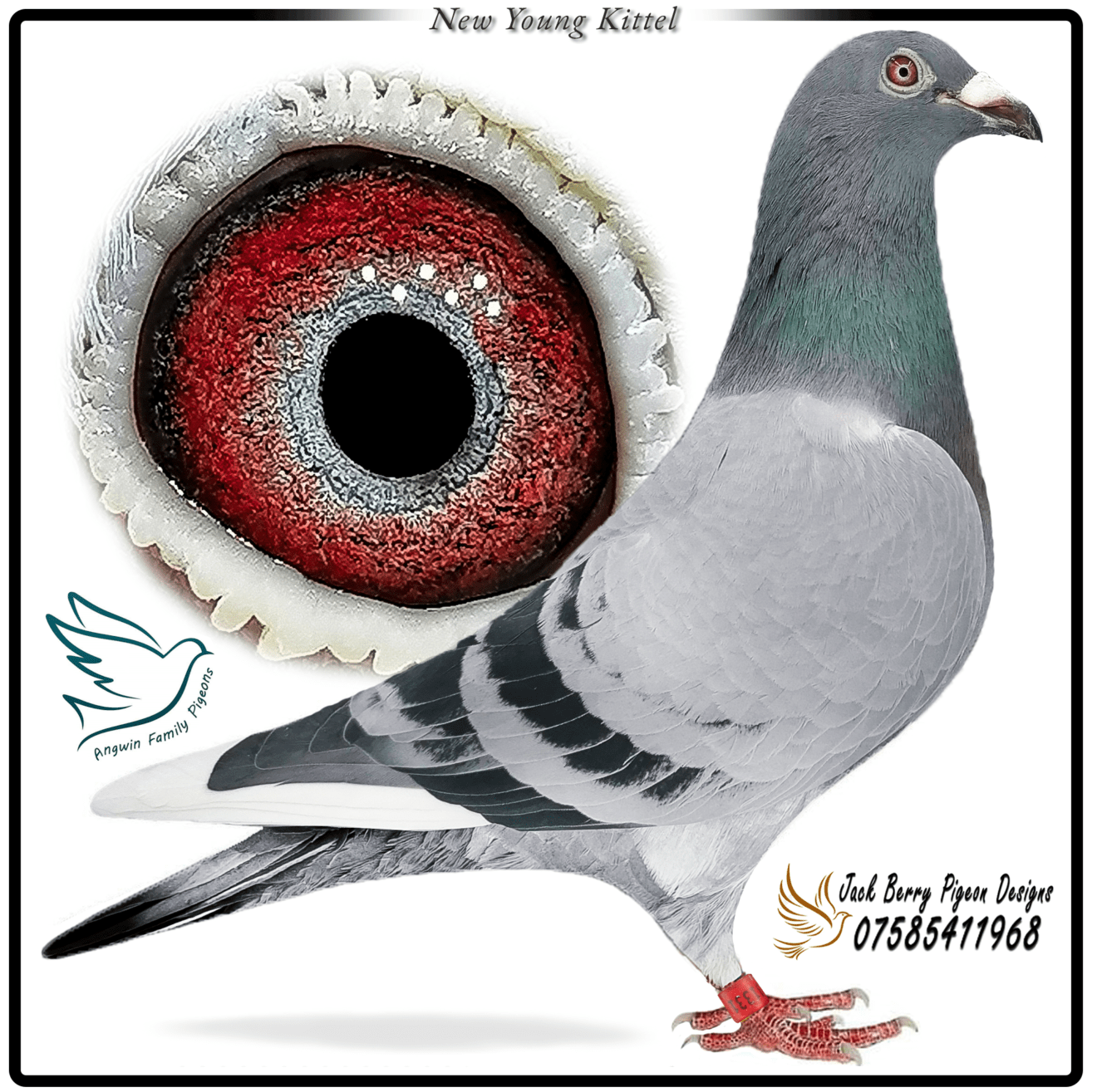 Stock Birds - Angwin Family Pigeons