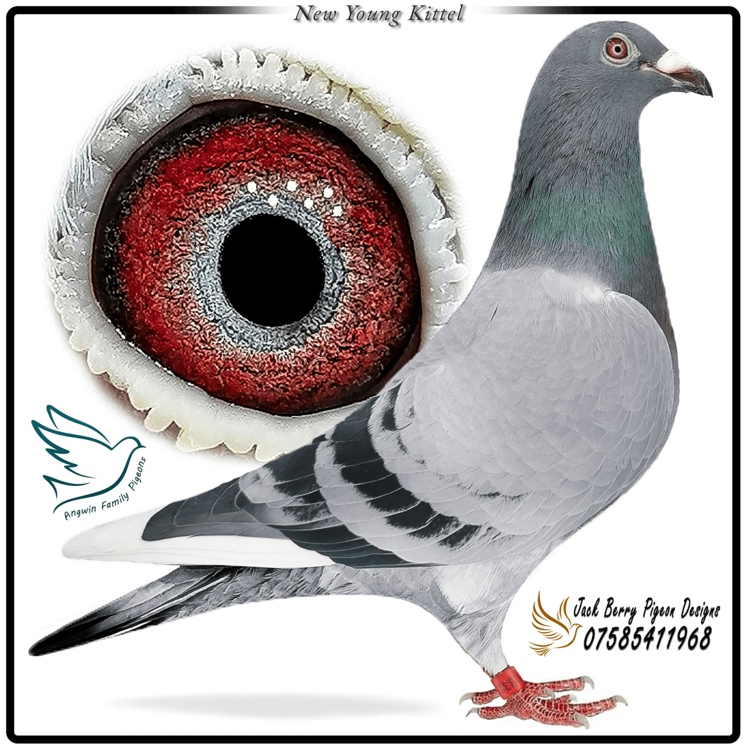 Stock Birds - Angwin Family Pigeons