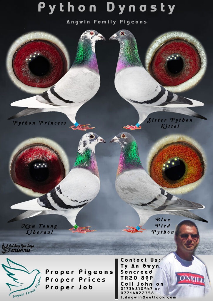 B21-4209371 Sister Python Kittel - Angwin Family Pigeons