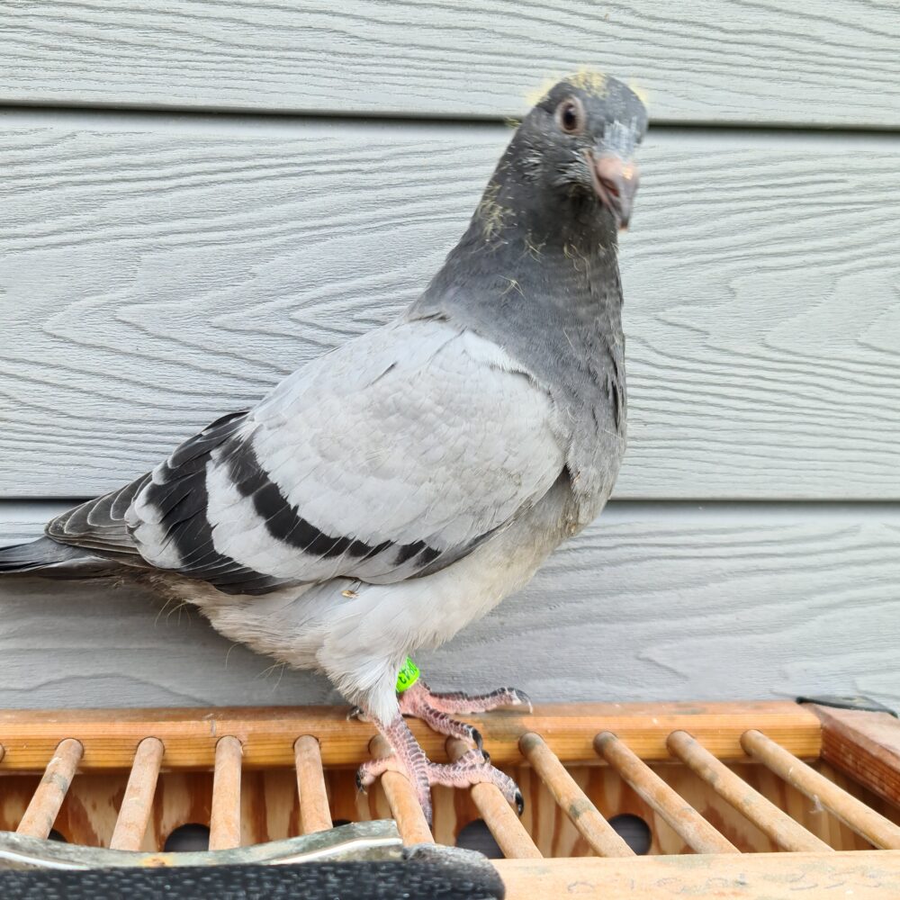 For Sale – Angwin Family Pigeons
