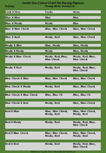 Colour Chart for Racing Pigeons - Angwin Family Pigeons