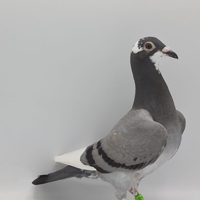 For Sale – Angwin Family Pigeons