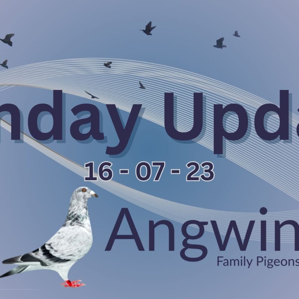 The Loft – Angwin Family Pigeons