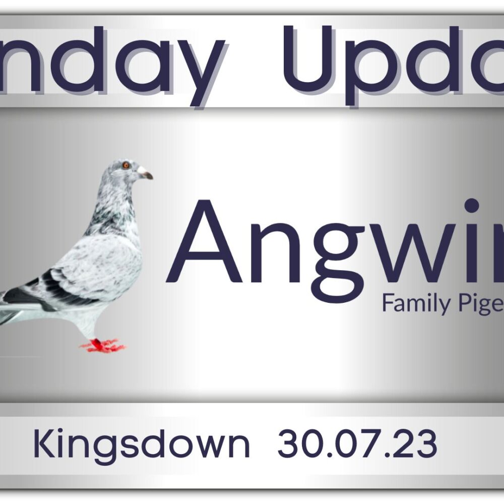 The Loft – Angwin Family Pigeons