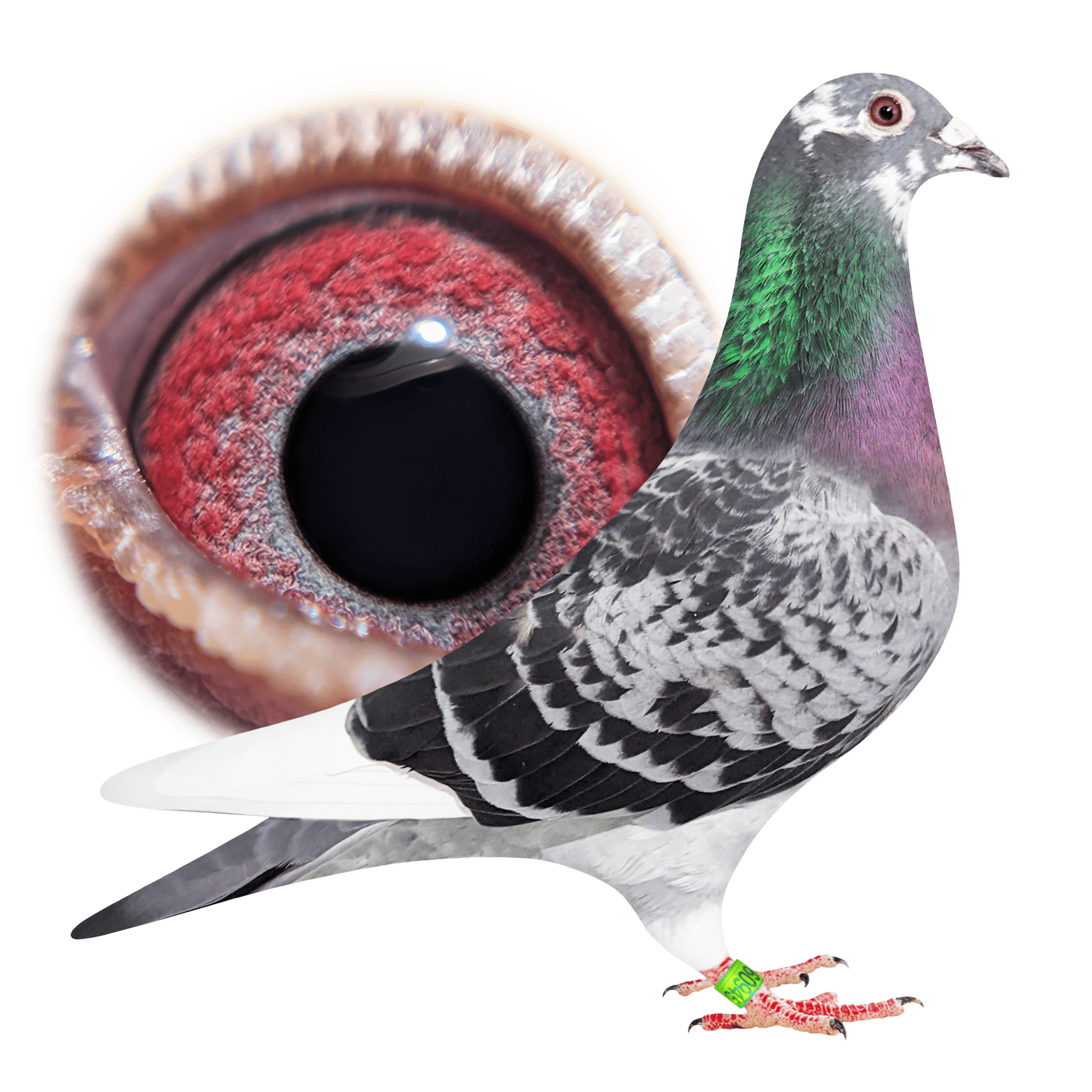 For Sale - Angwin Family Pigeons