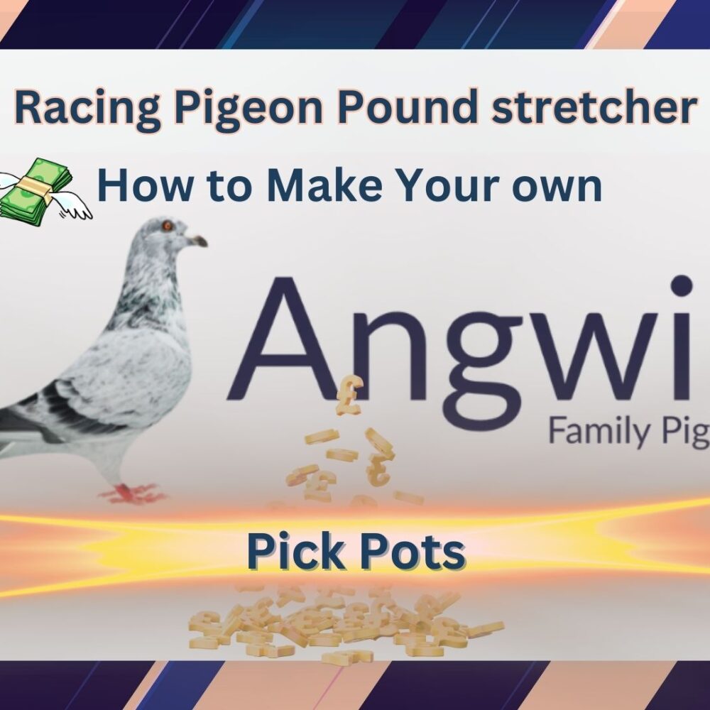 The Loft – Angwin Family Pigeons
