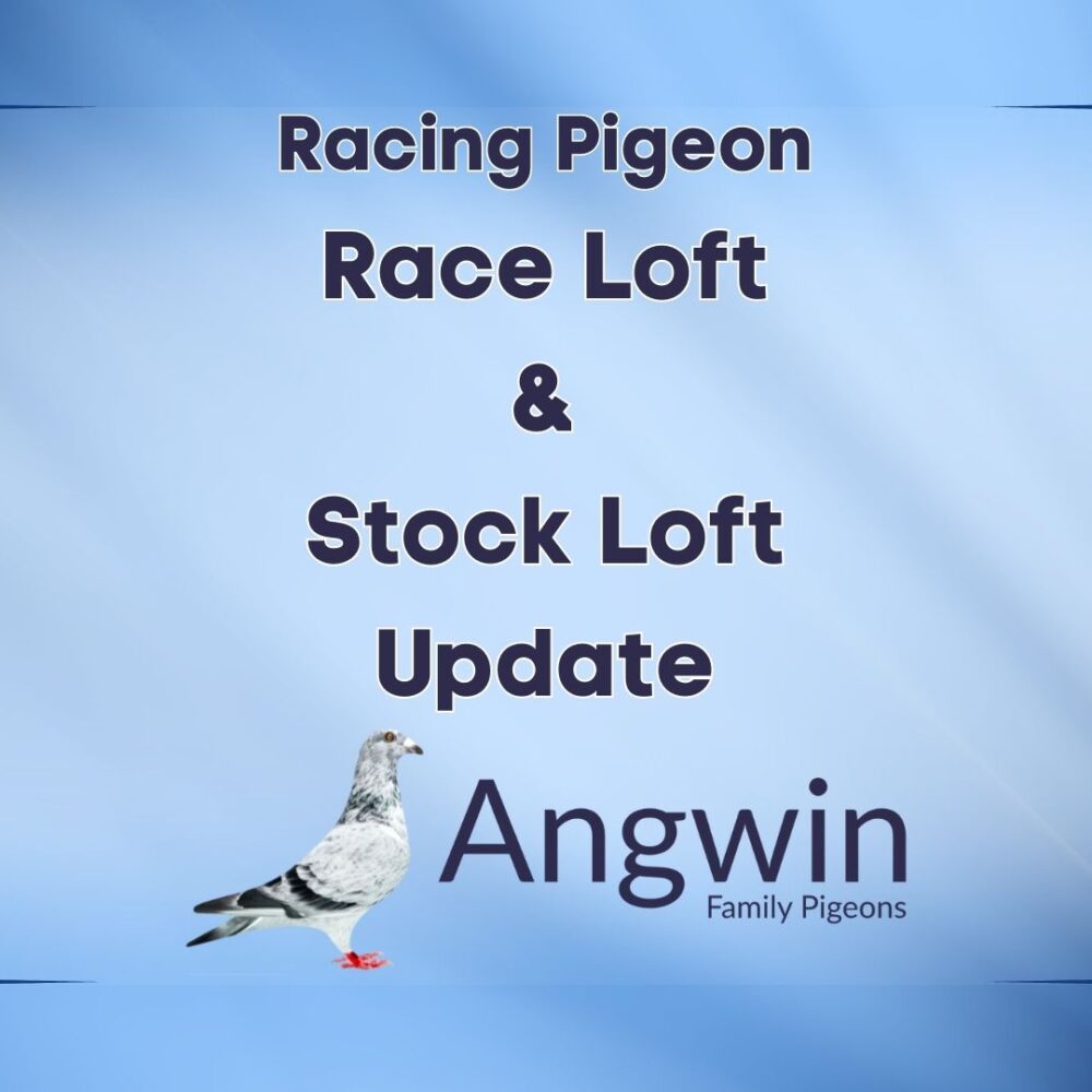 The Loft – Angwin Family Pigeons