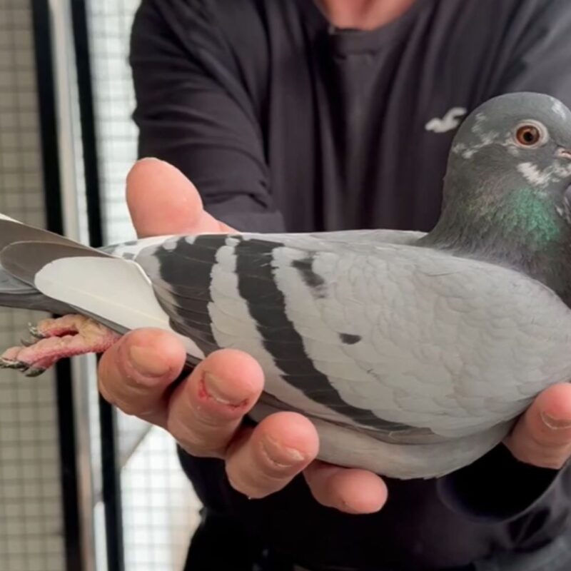 For Sale - Angwin Family Pigeons