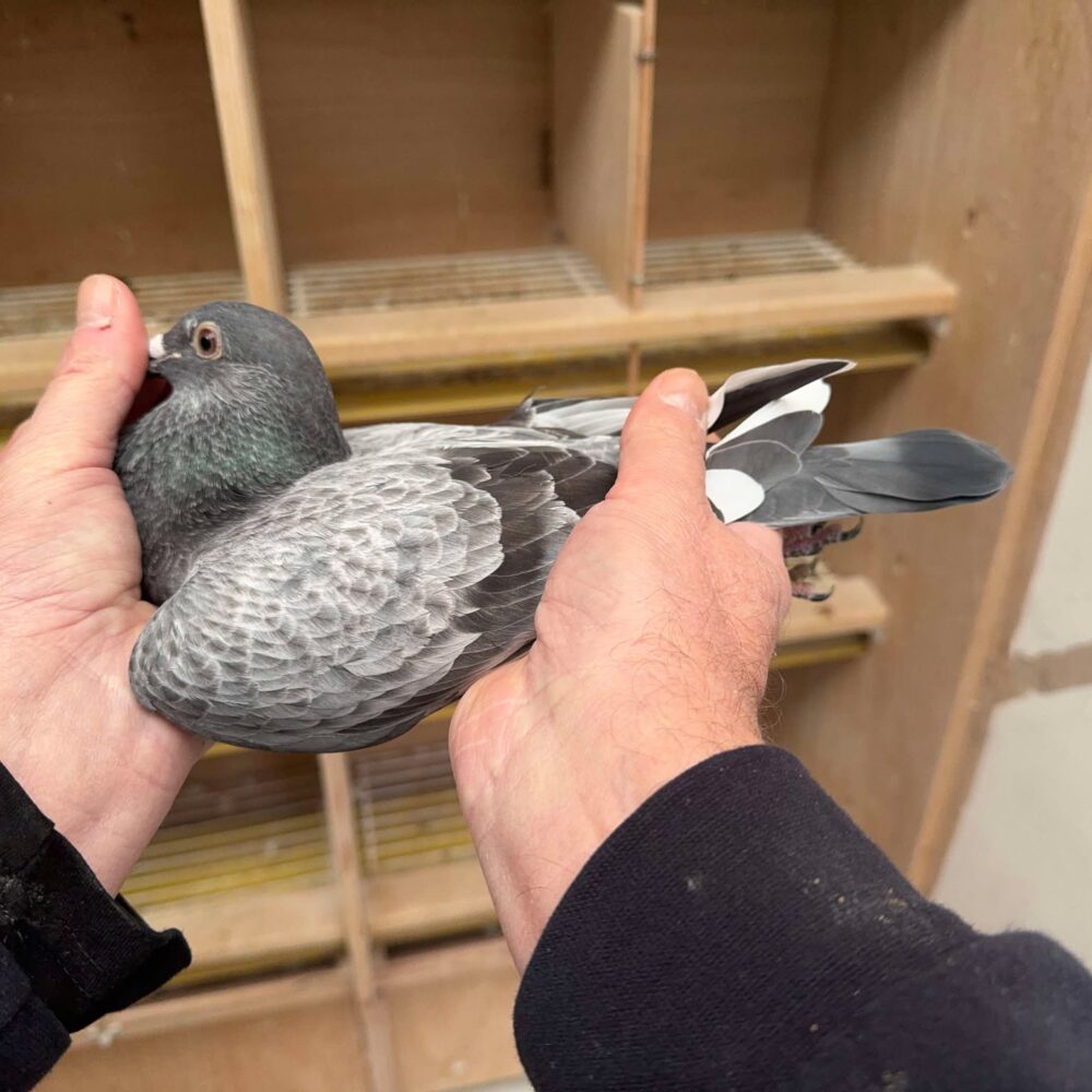 For Sale - Angwin Family Pigeons