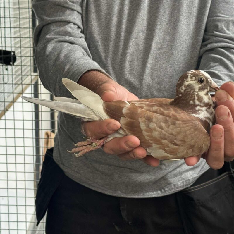 For Sale - Angwin Family Pigeons