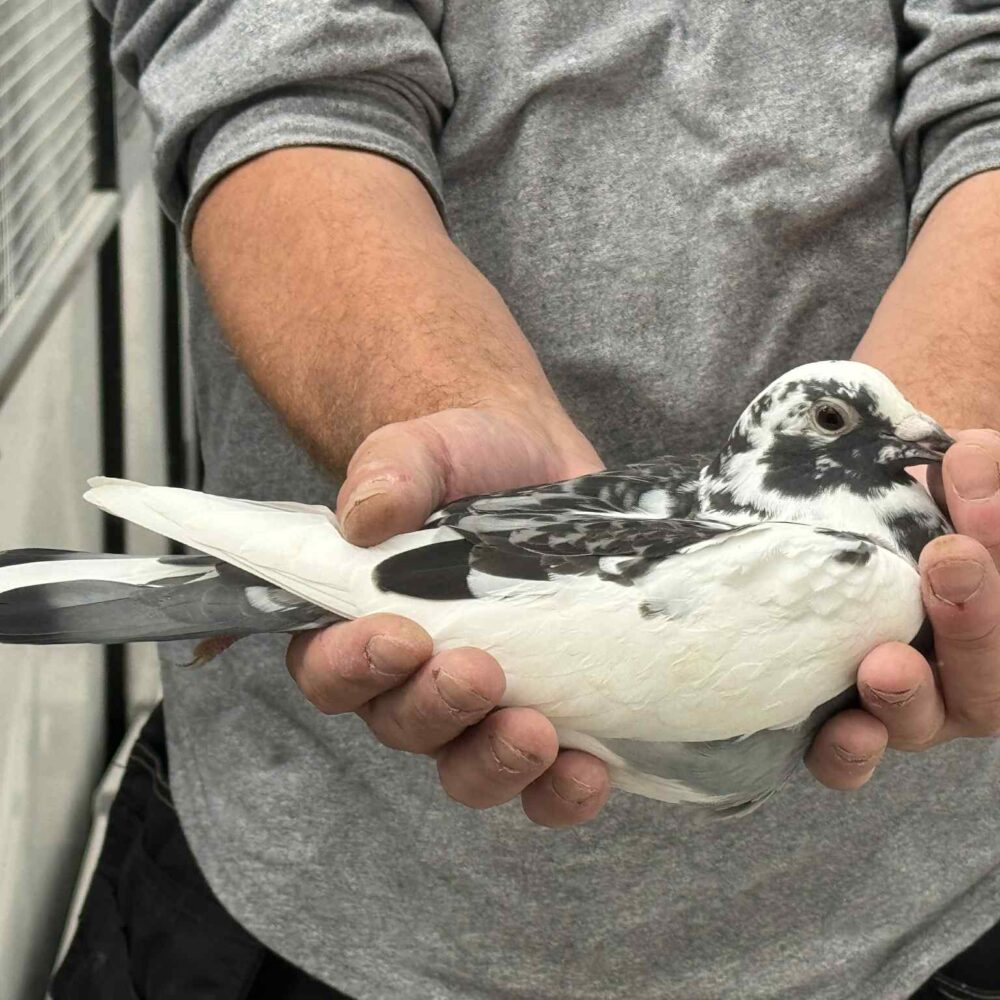 For Sale - Angwin Family Pigeons